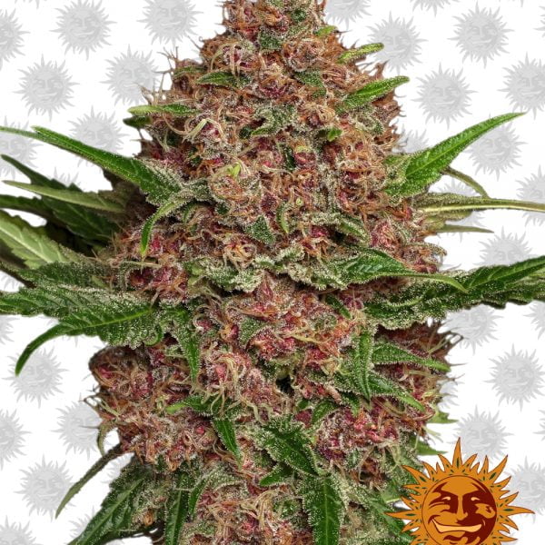 Wholesale Barney's Farm Seeds | Purple Punch Auto Seeds - 3 seeds